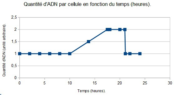 4 4 L Information Génétique Est Conservée Par Réplication De L Adn